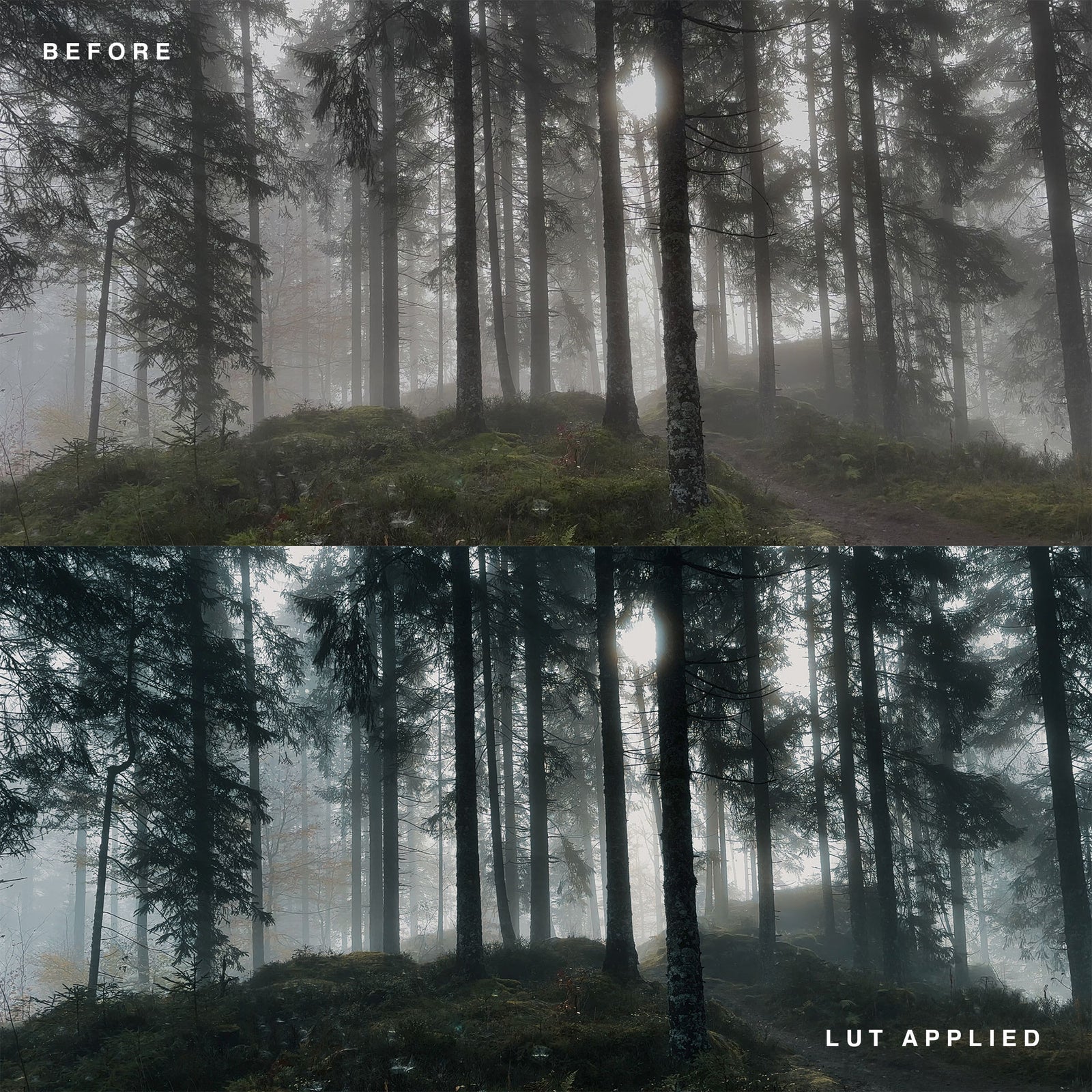 iPhone LUT Collection | Get the Film Look in VN App, CapCut, FCPX & Premiere Pro