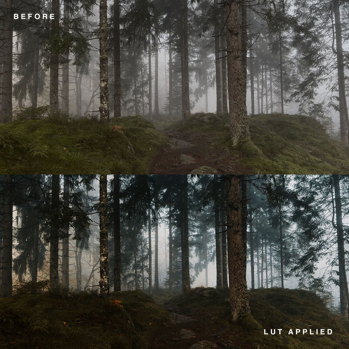 iPhone LUT Collection | Get the Film Look in VN App, CapCut, FCPX & Premiere Pro